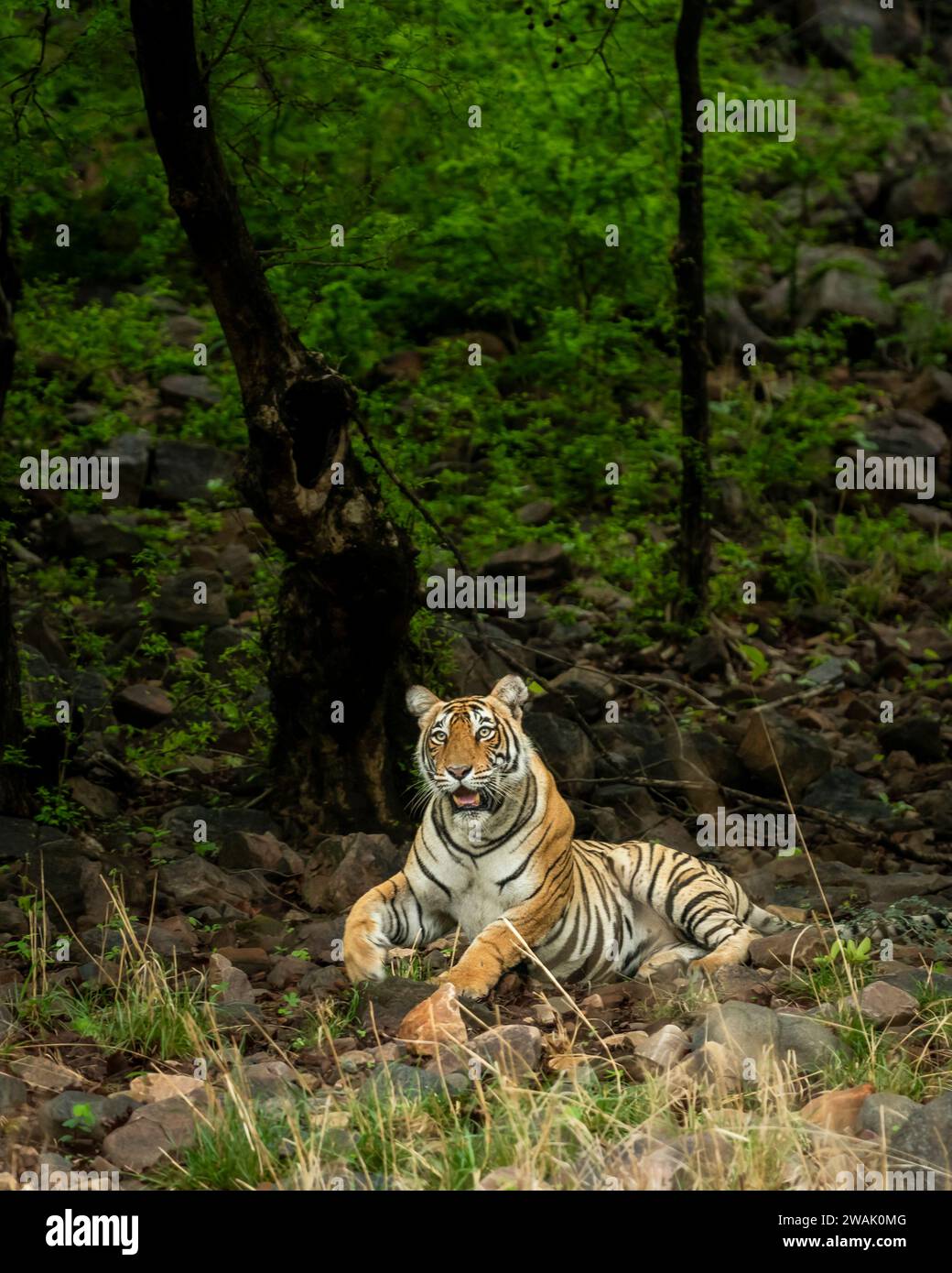 wild female bengal tiger or panthera tigris with face expression and ...