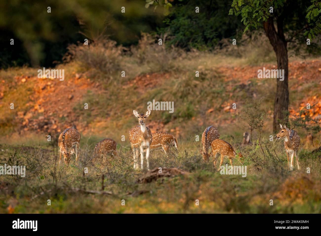 wild spotted deer or chital or axis deer family or herd or group ...
