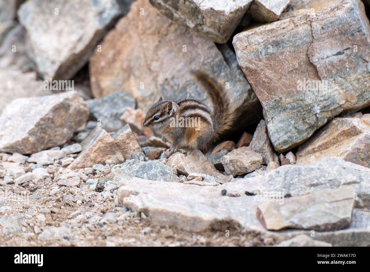 Chipmunk foraging hi-res stock photography and images - Alamy
