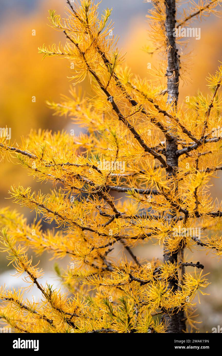 Yellow conifer hi-res stock photography and images - Alamy