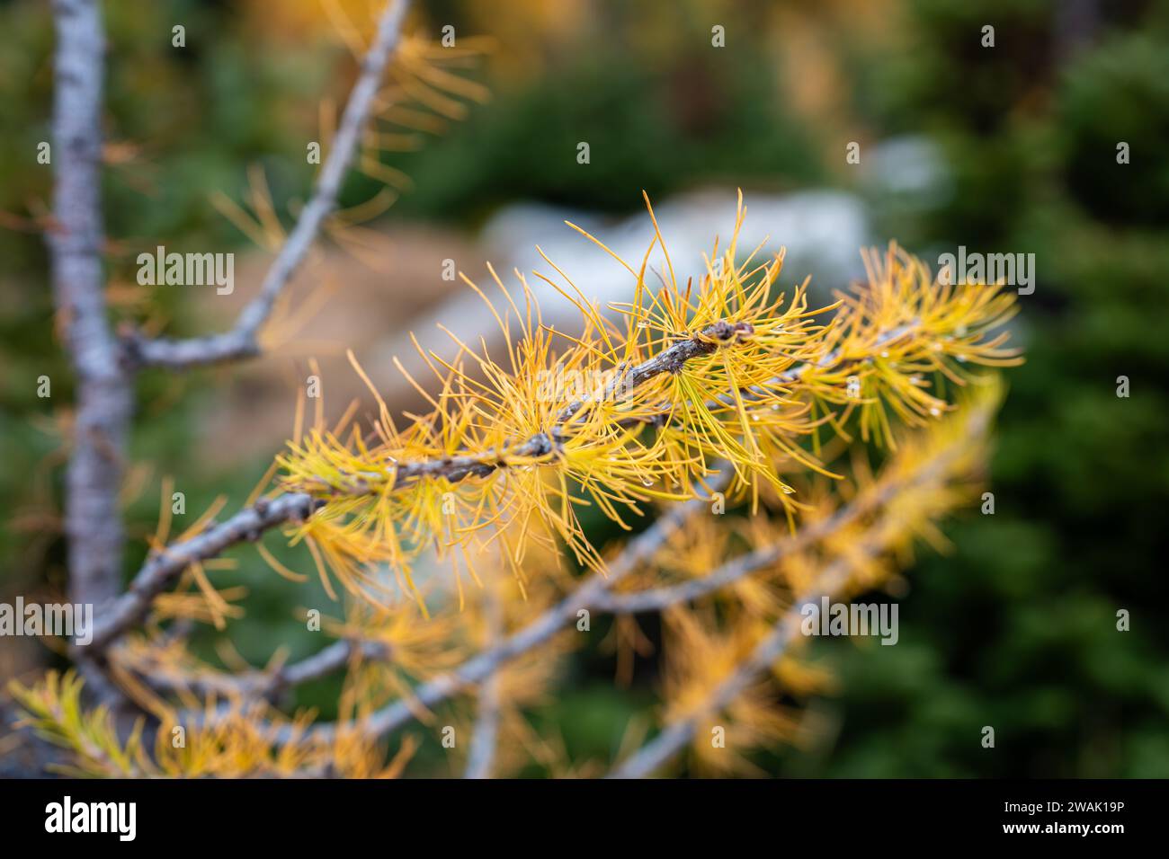 Yellow conifer hi-res stock photography and images - Alamy