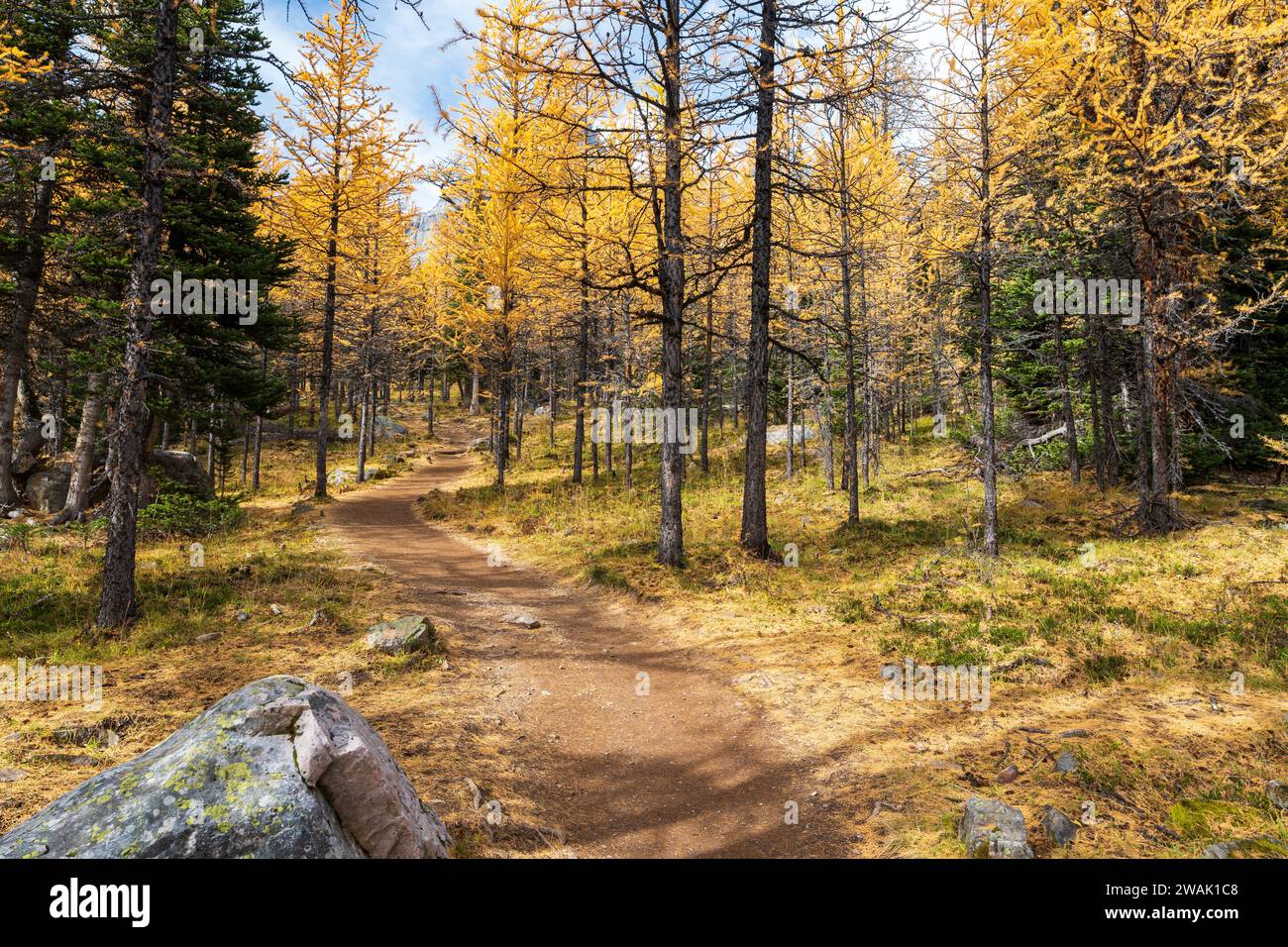 Larch Valley hiking trail. Banff National Park, Canadian Rockies ...