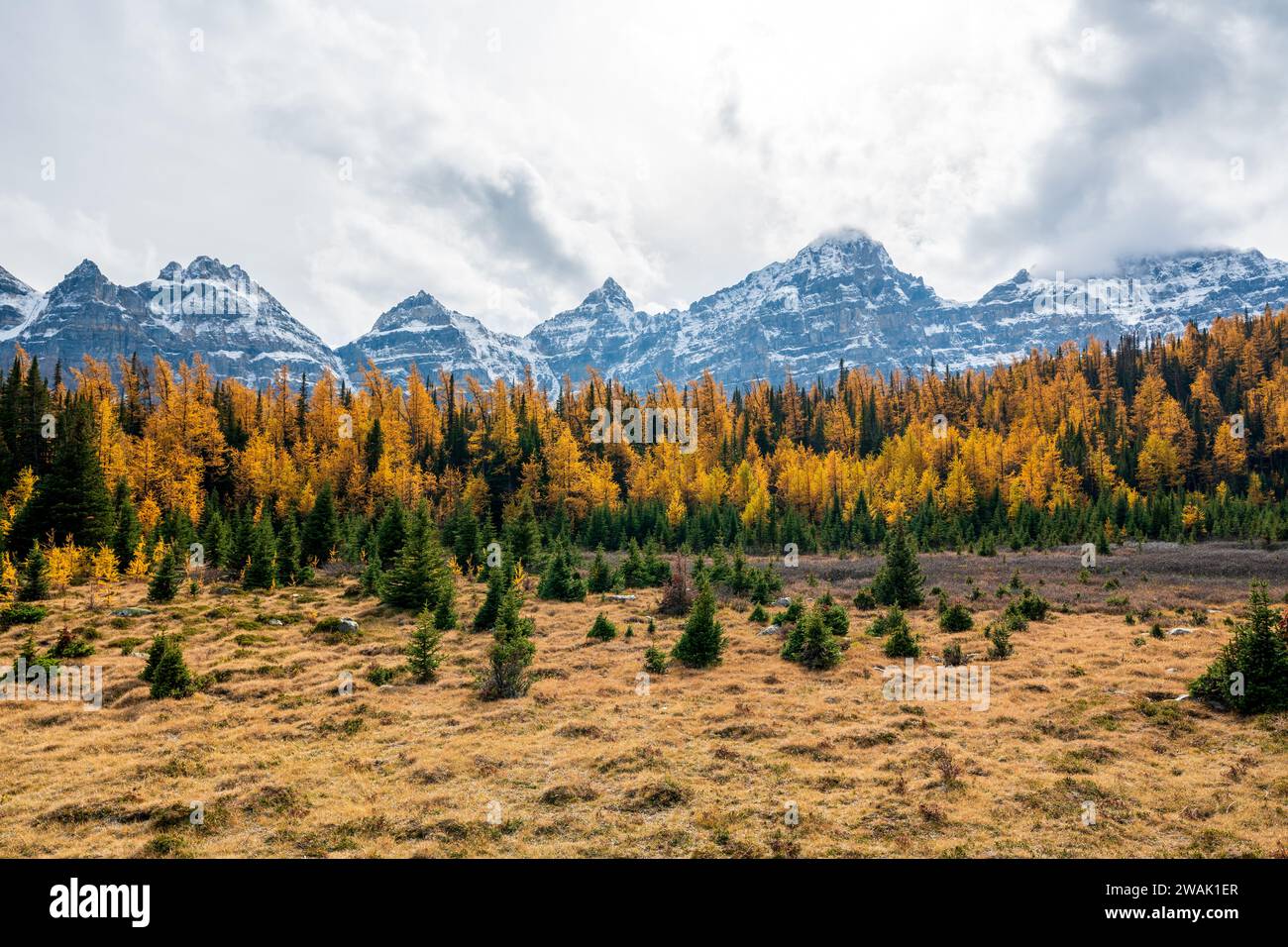 Golden yellow larch forest in Fall season. Larch Valley, Banff National ...