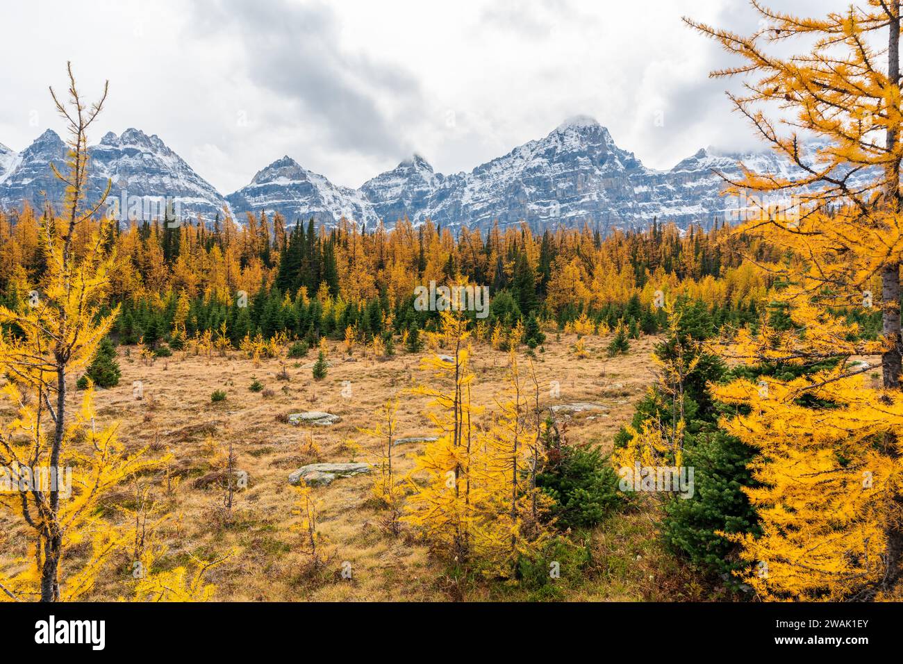 Golden yellow larch forest in Fall season. Larch Valley, Banff National ...