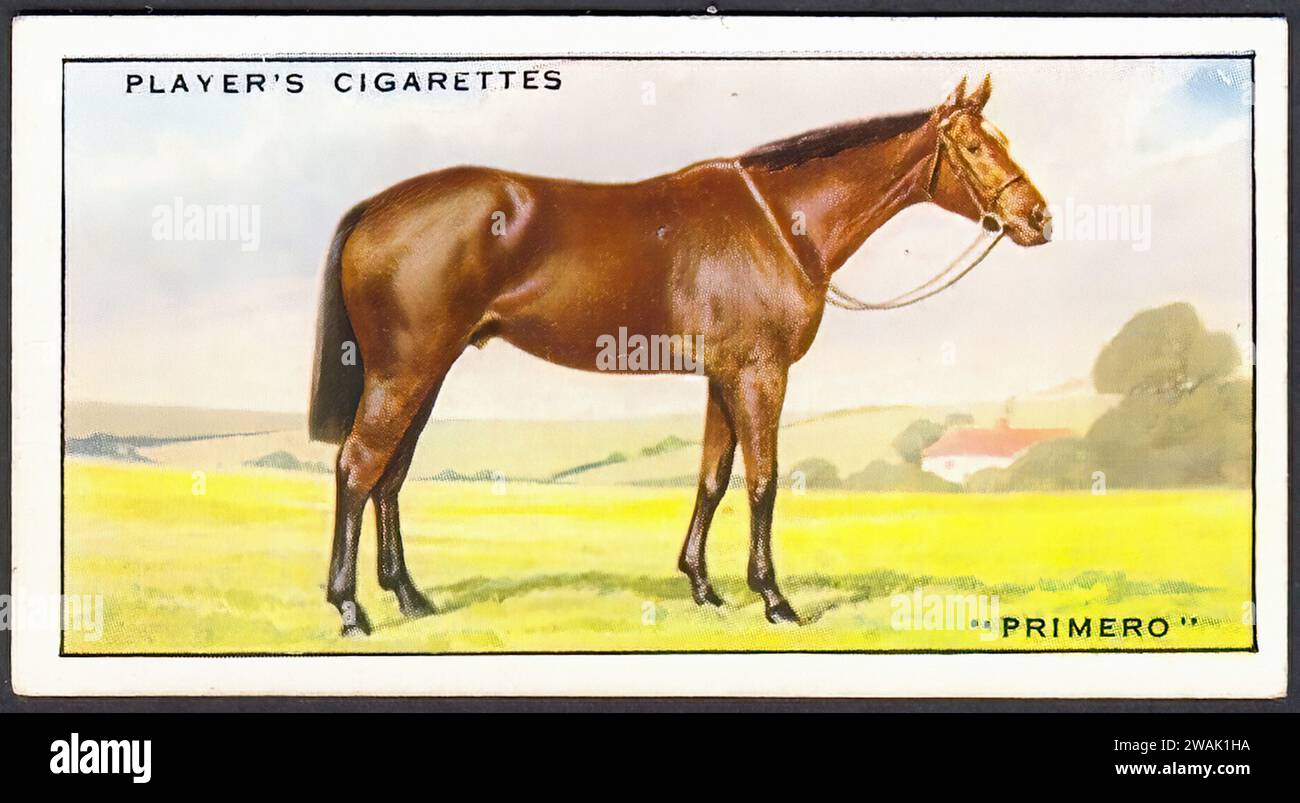 Racehorse Primero - Vintage Cigarette Card Illustration, Horse Racing ...