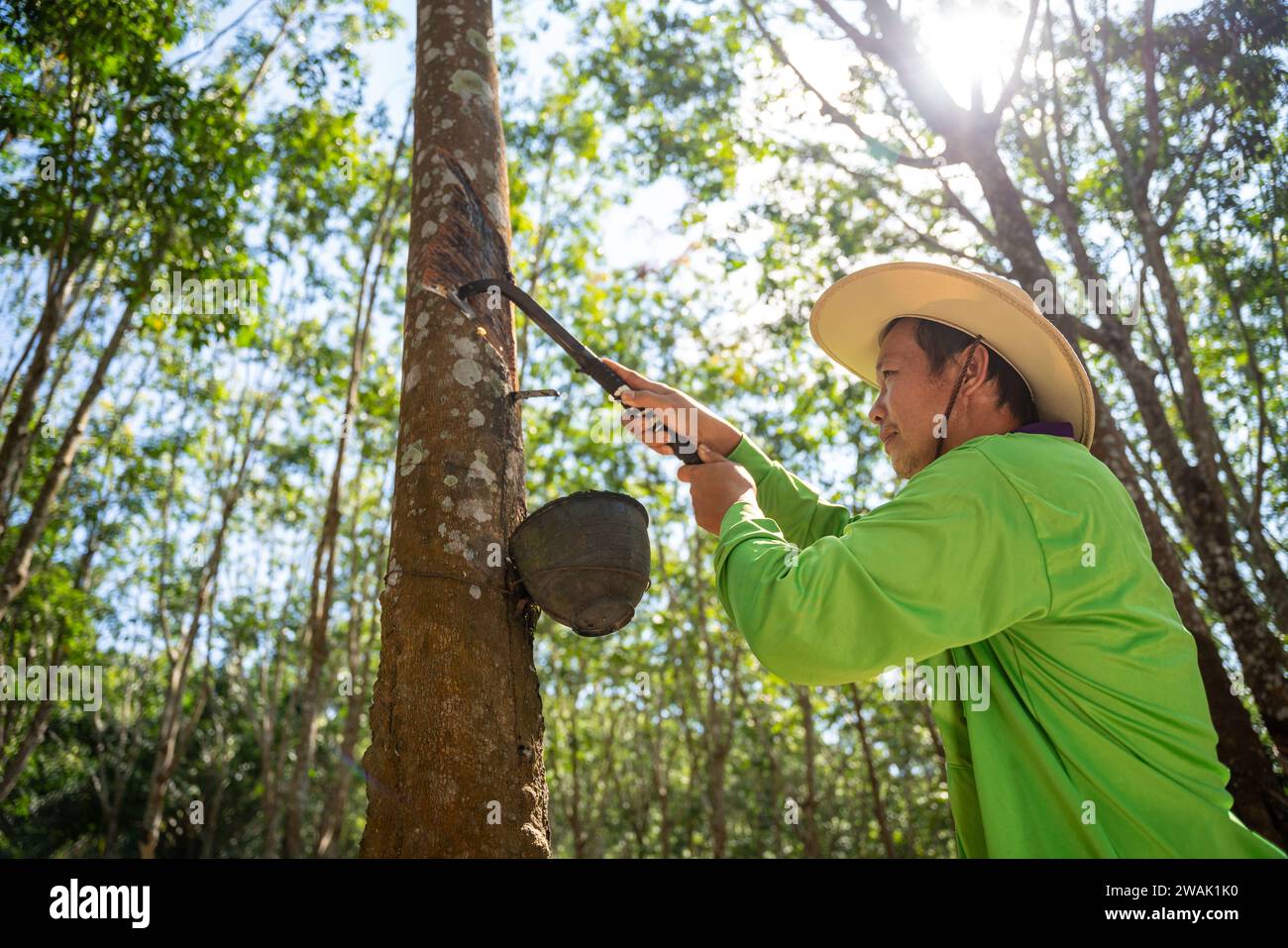 A rubber farmer is tapping rubber sap from many rubber trees in ...