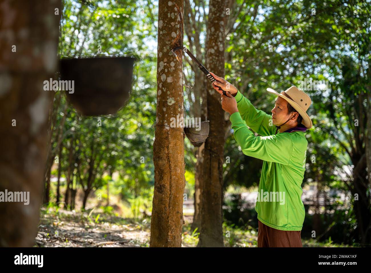 Asian rubber plantation workers tap rubber from several rubber trees in ...