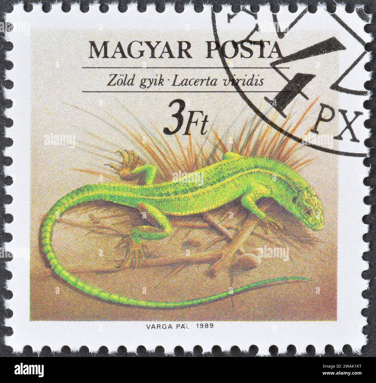 Cancelled postage stamp printed by Hungary, that shows Green Lizard ...