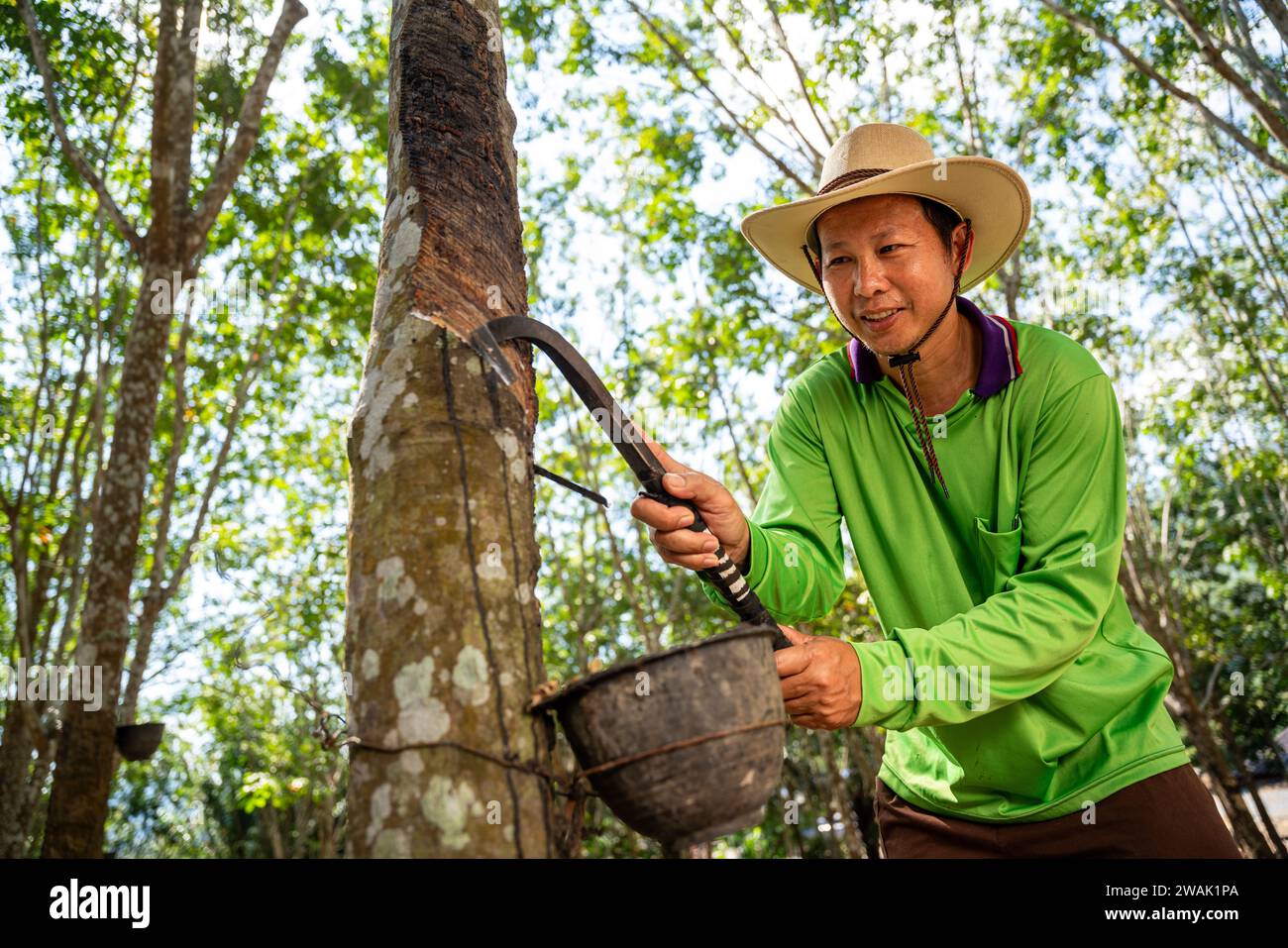 Asian happy rubber farmer is tapping rubber sap from many rubber trees ...