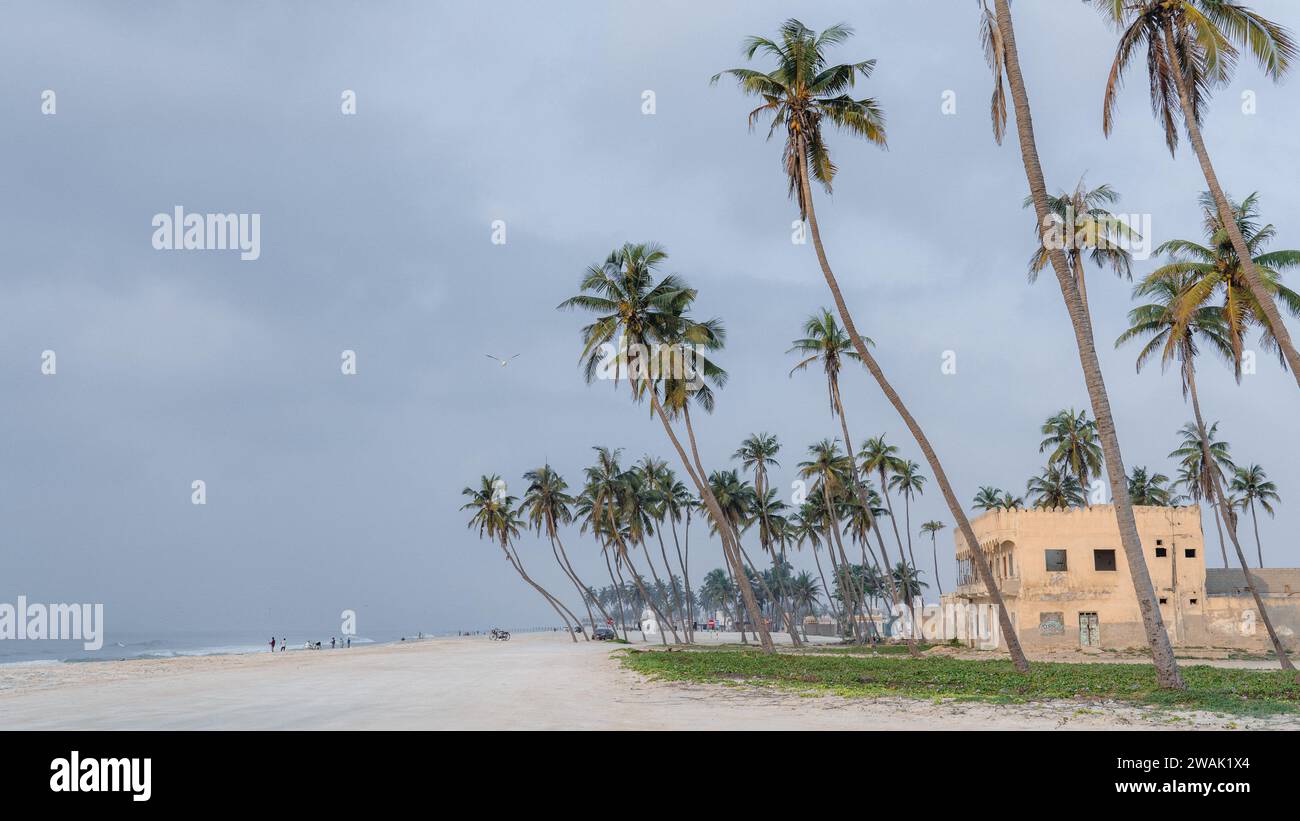 haffa beach , salalah- December 12, 2023:many coconut trees at gorgeous al haffa beach in ...