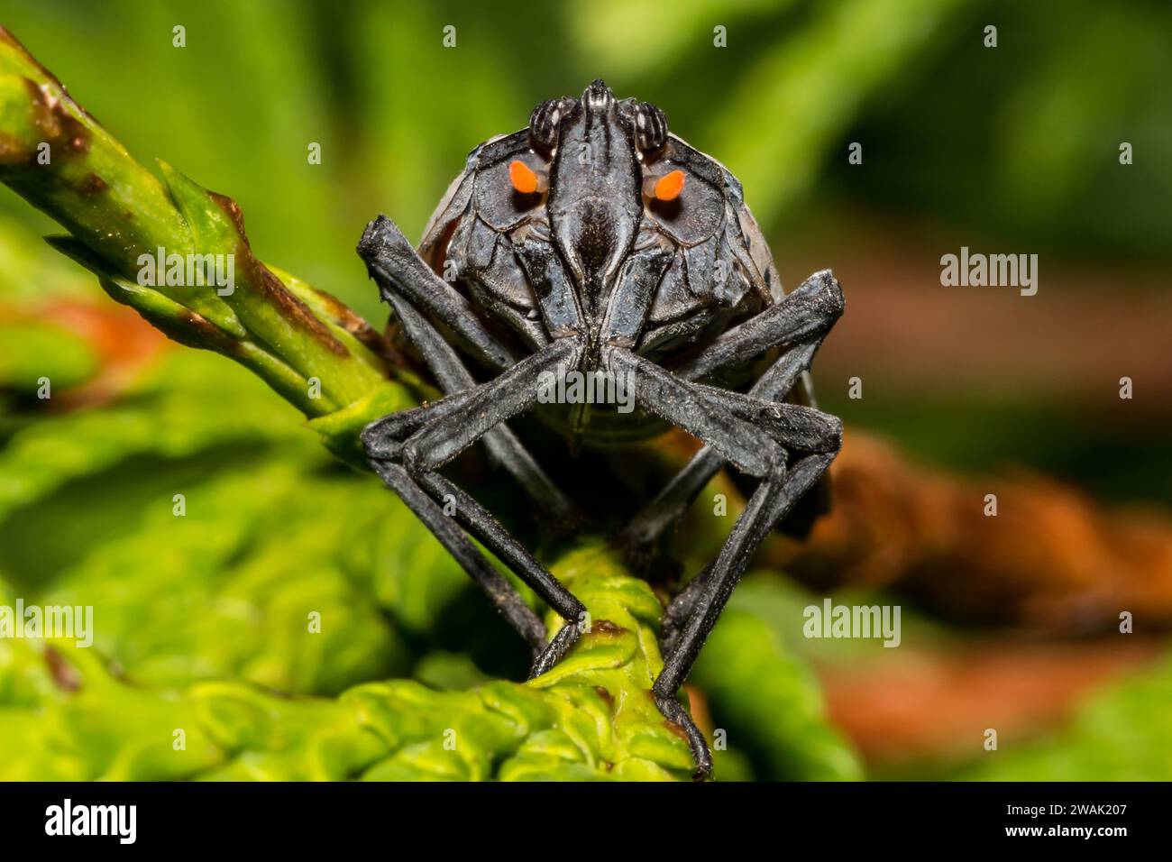 Spotted Lanternfly - Lycorma delicatula Stock Photo - Alamy