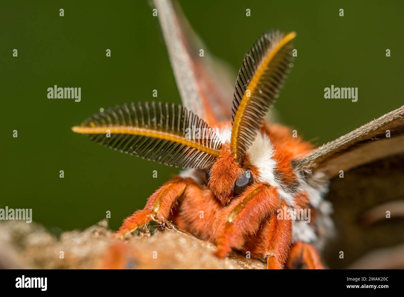 Cecropia Moth - Hyalophora cecropia Stock Photo - Alamy