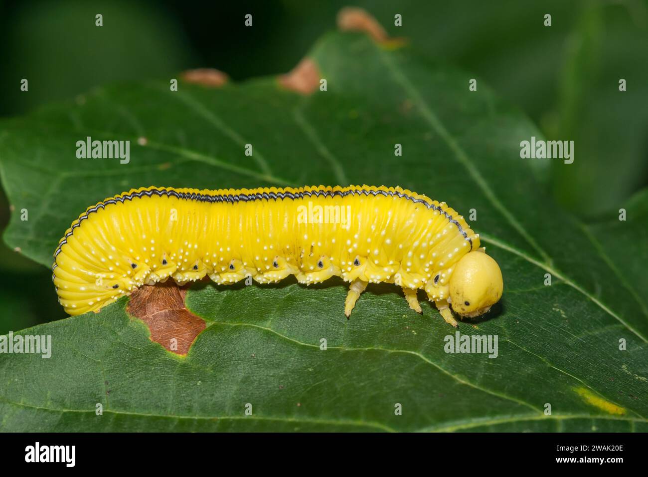 Most common native elm species hi-res stock photography and images - Alamy
