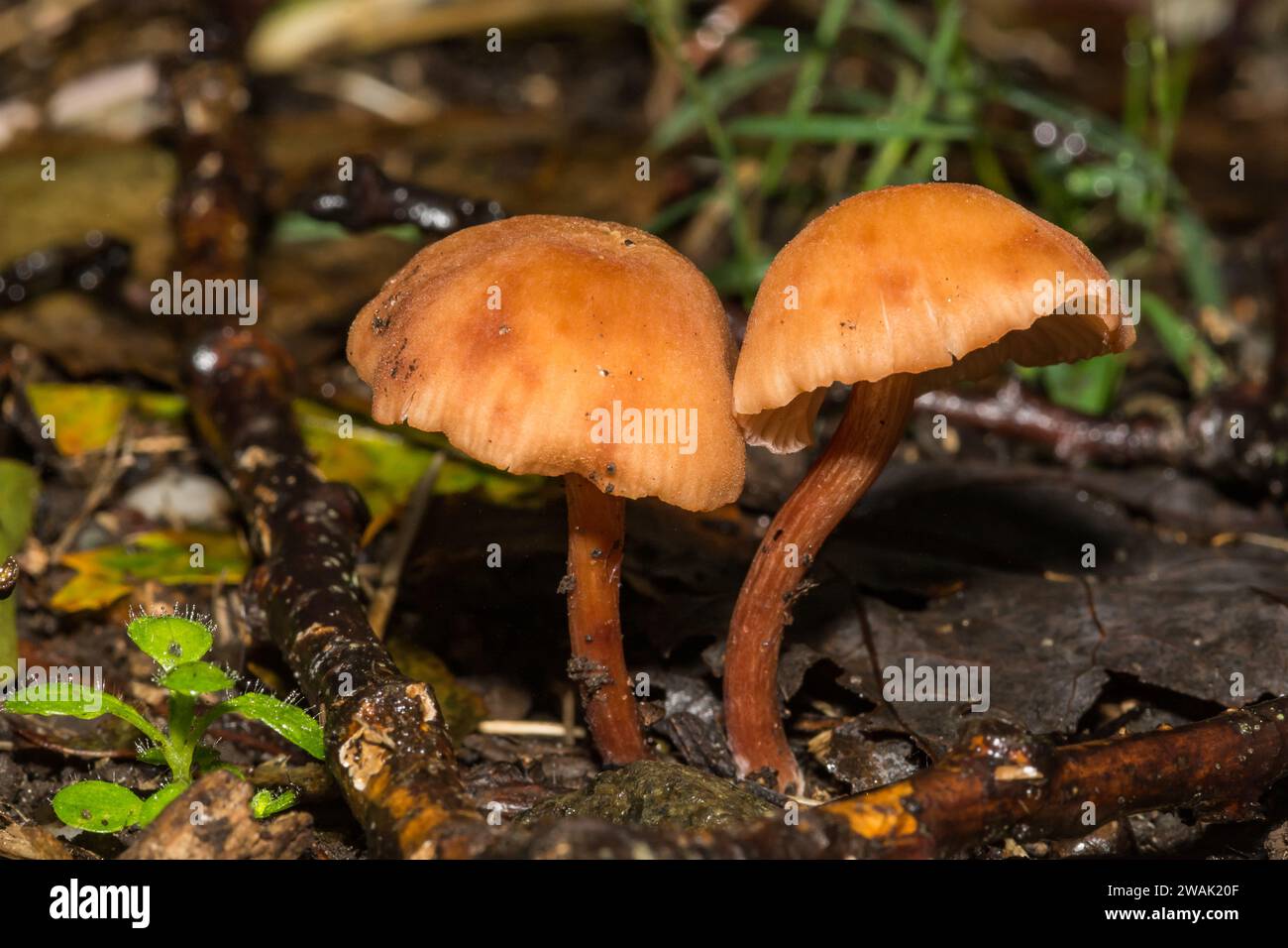 Deceiver Mushroom - Laccaria laccata Stock Photo - Alamy