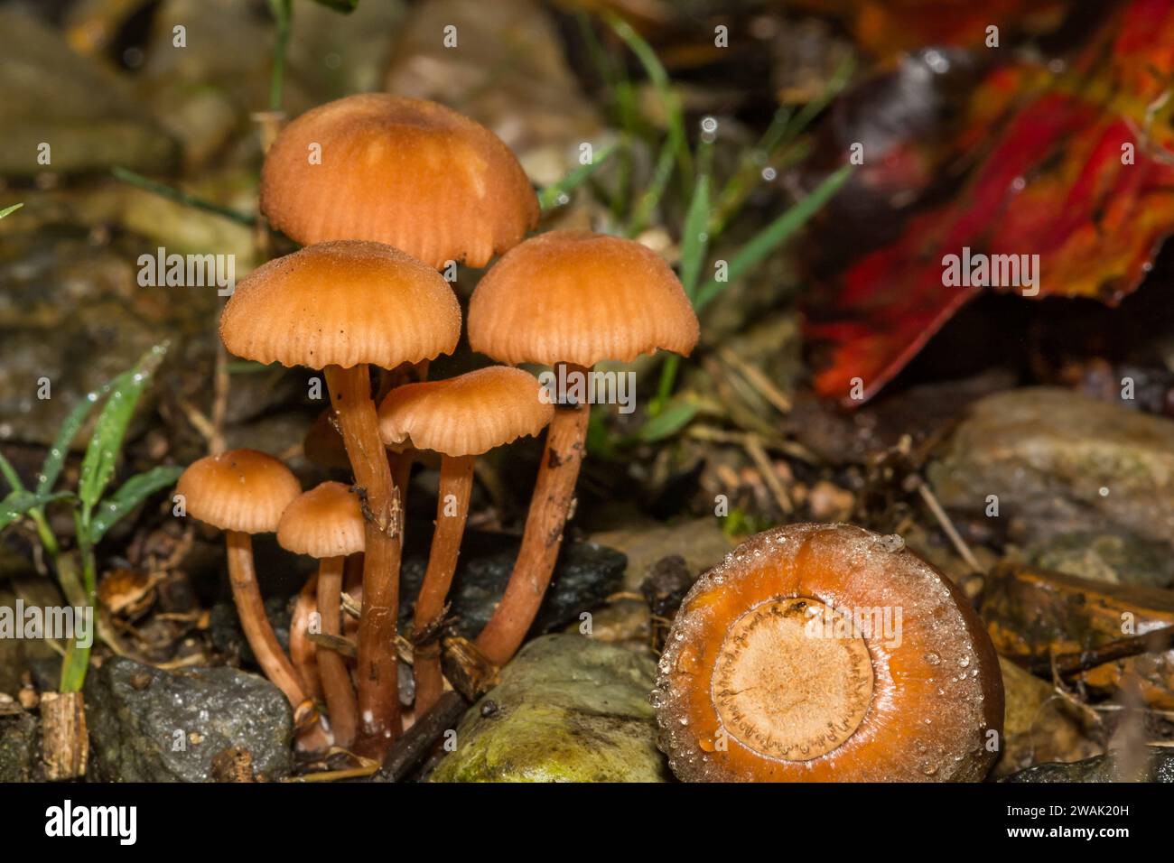 Deceiver Mushroom - Laccaria laccata Stock Photo - Alamy