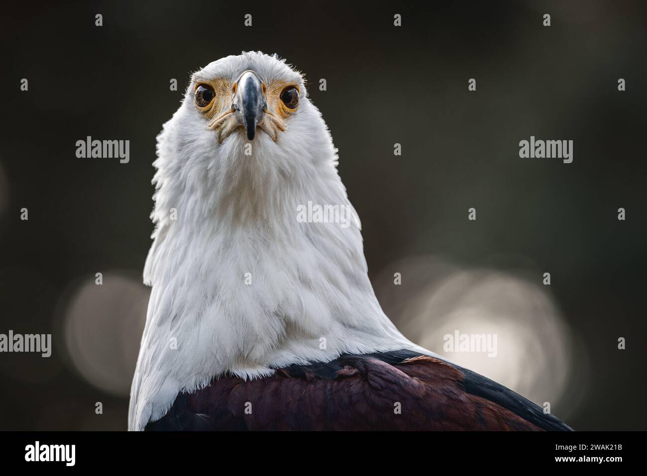 An image of a majestic bald eagle perched in a tree with sunbeams ...