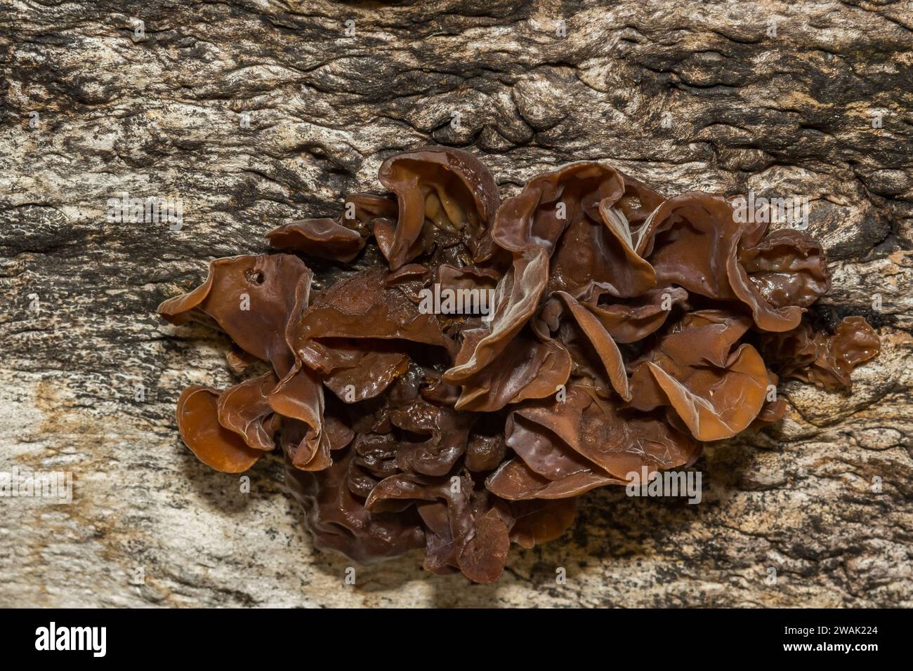 Leafy Brain Fungus - Phaeotremella foliacea Stock Photo - Alamy