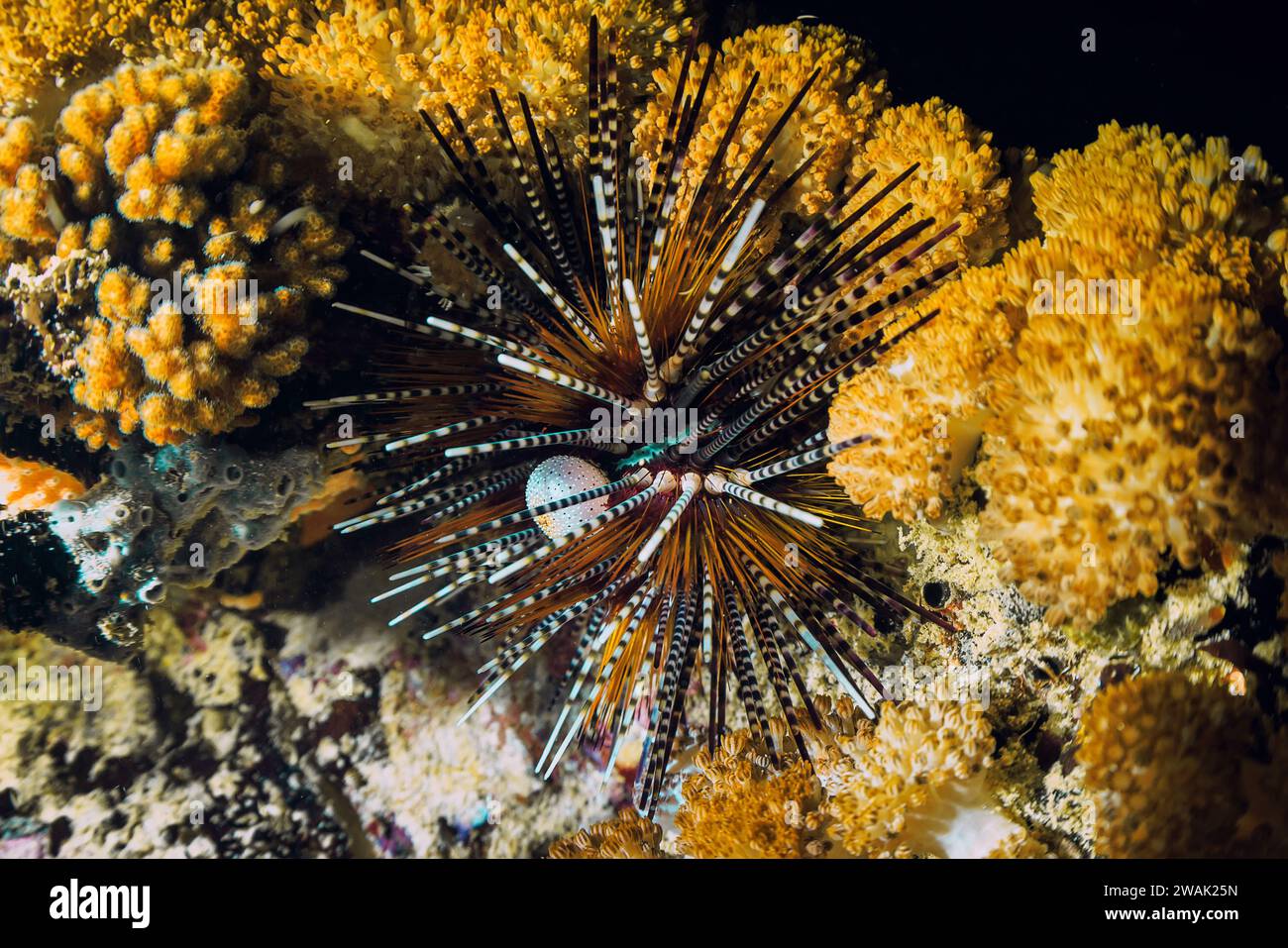 Sea urchin on rock. Sea urchin macro. Marine life at coral reef and its ...