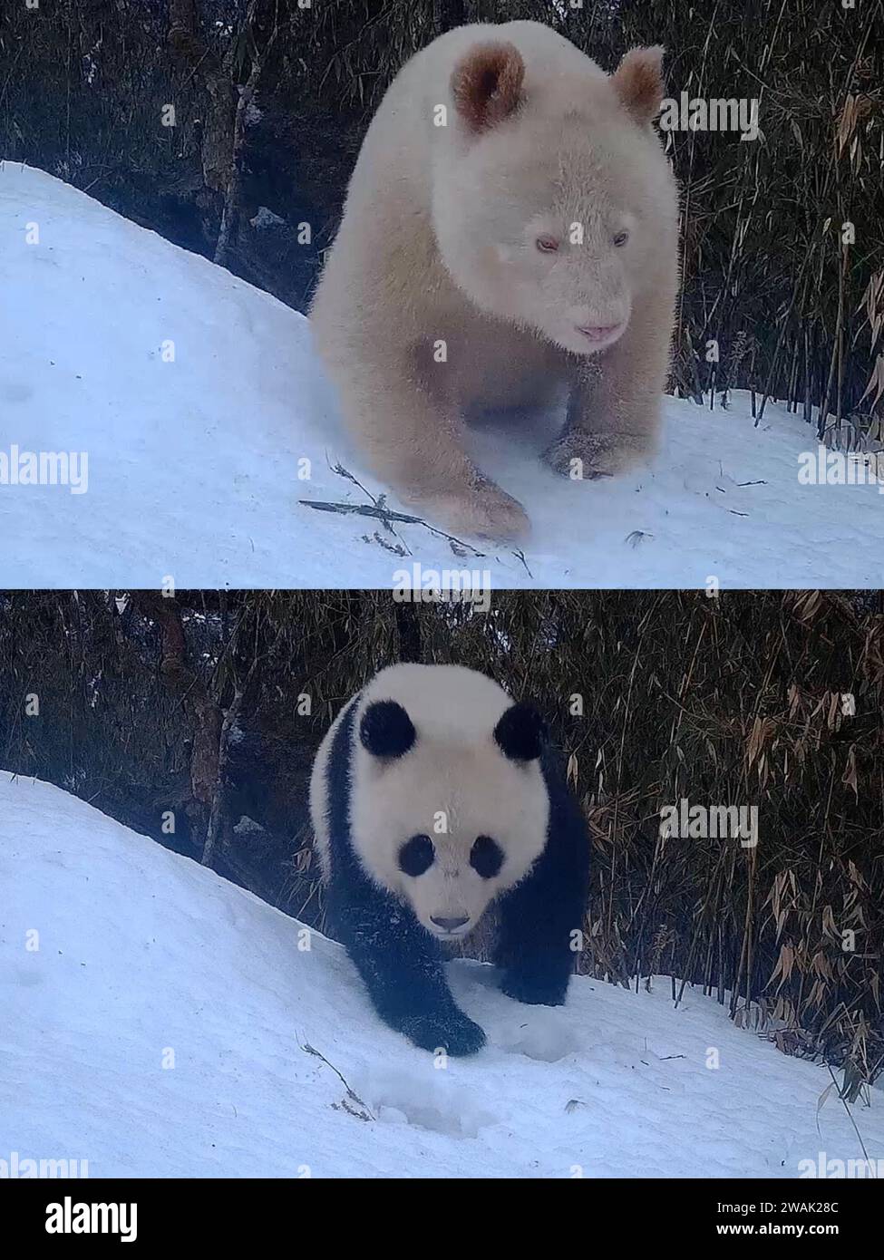Giant panda reserve above hi-res stock photography and images - Alamy