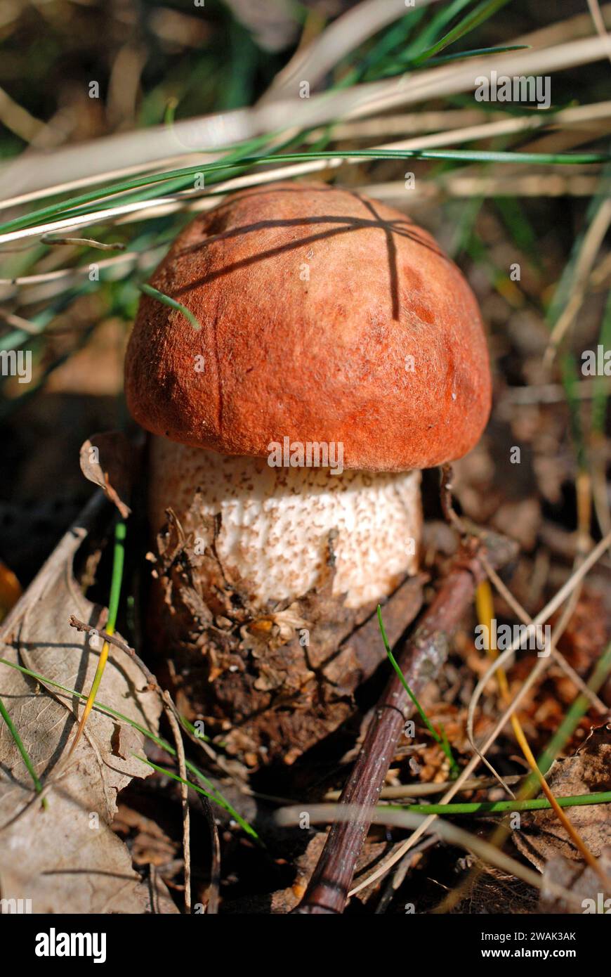 Boletales germany hi-res stock photography and images - Alamy