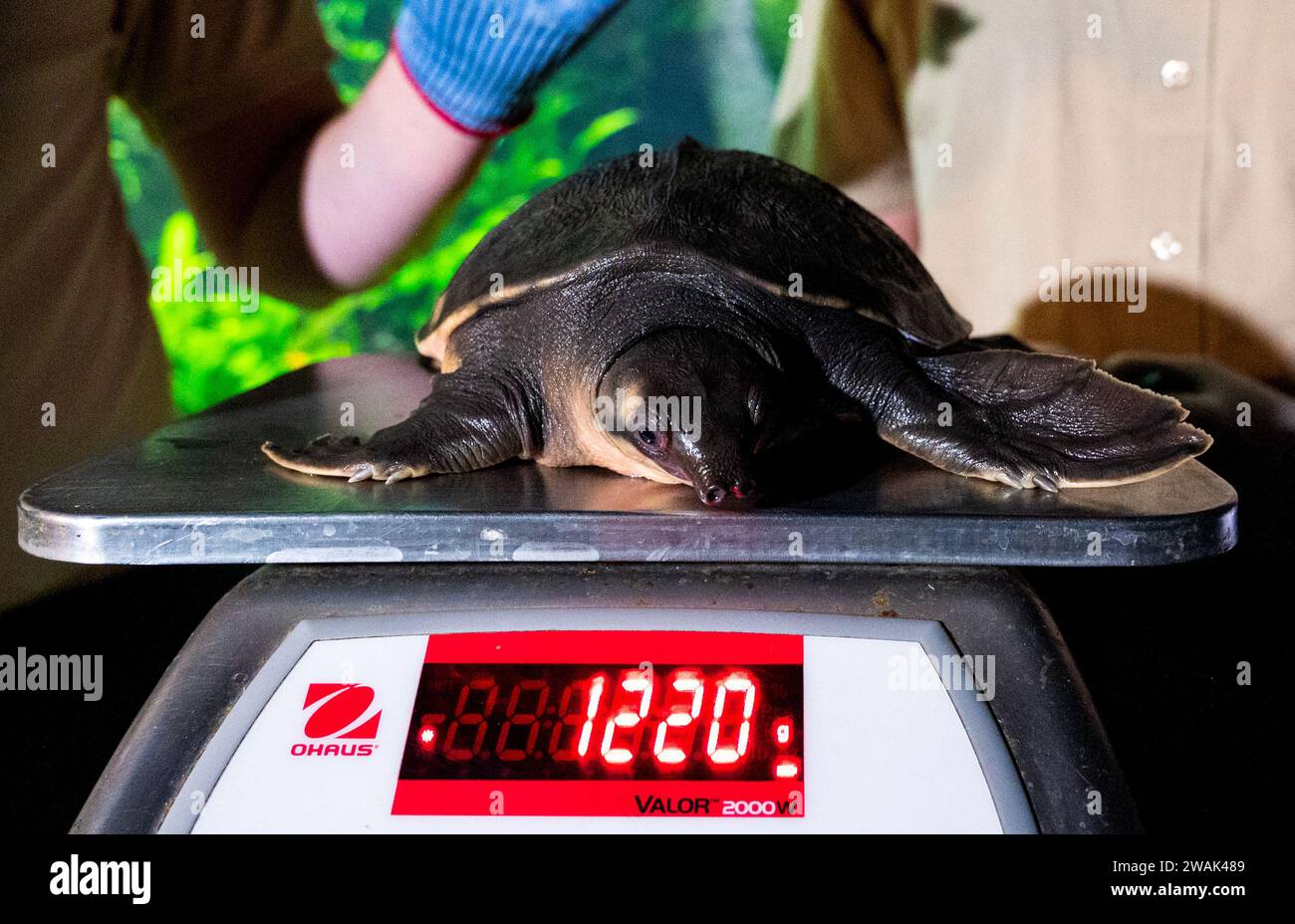 Hamburg, Germany. 05th Jan, 2024. A Papua soft-shelled turtle is ...