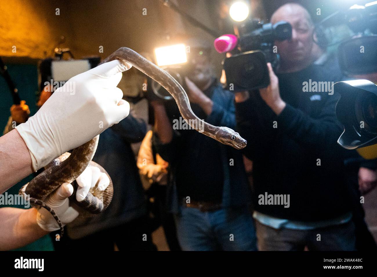 Hamburg, Germany. 05th Jan, 2024. A rough-scaled python is presented at ...