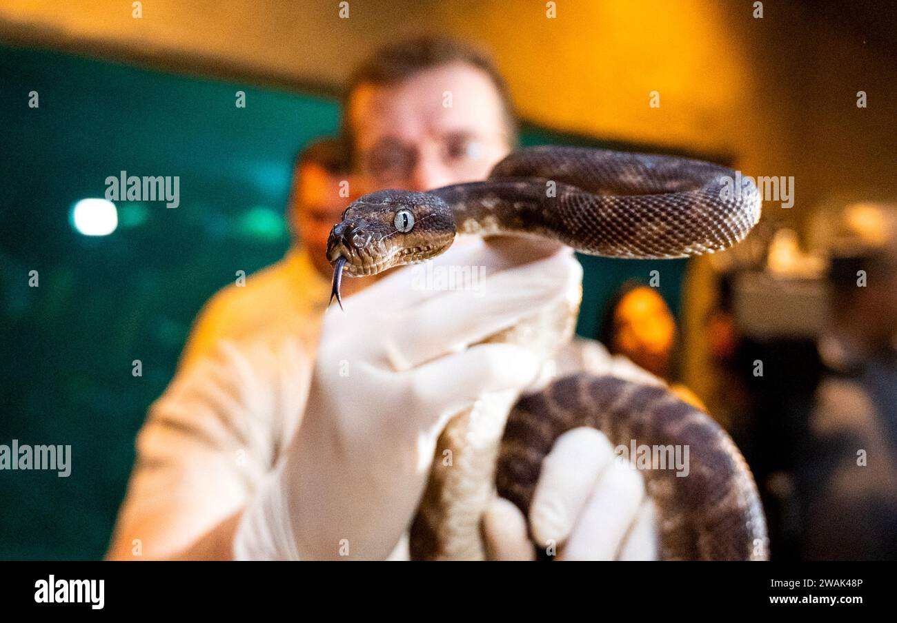 Hamburg, Germany. 05th Jan, 2024. A rough-scaled python is presented by ...