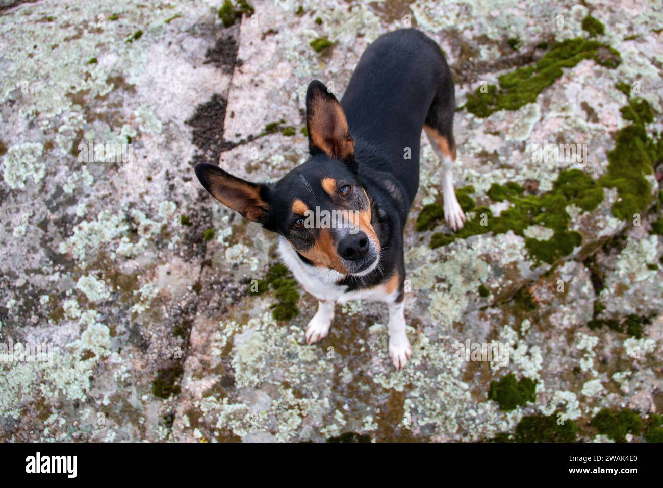Photos of a dog on a walk in the countryside, portraits, looking at the ...