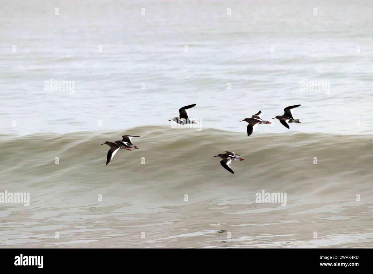 Red shank bird hi-res stock photography and images - Alamy