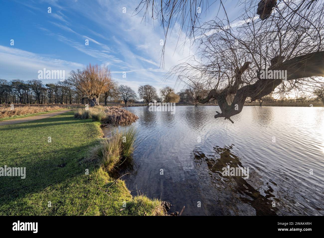 Winter low light sunrise over the ponds at Bushy Park in Surrey Stock ...