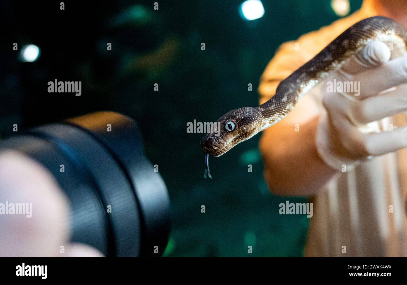 Hamburg, Germany. 05th Jan, 2024. A rough-scaled python is presented at the Hagenbeck Tropical ...