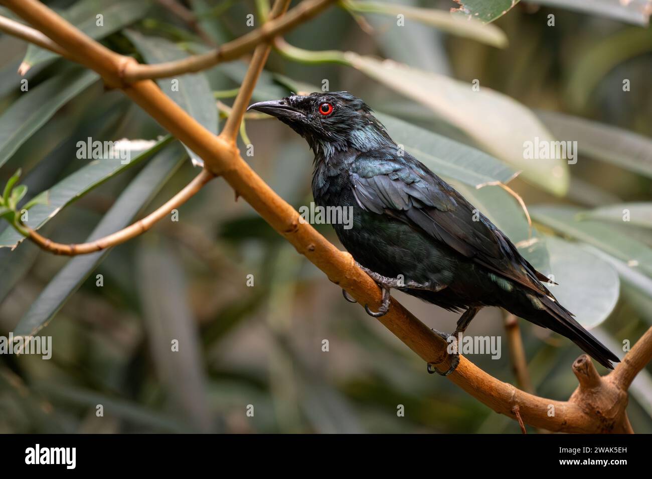 Asian Glossy Starling - Aplonis panayensis, beautiful colored perching ...