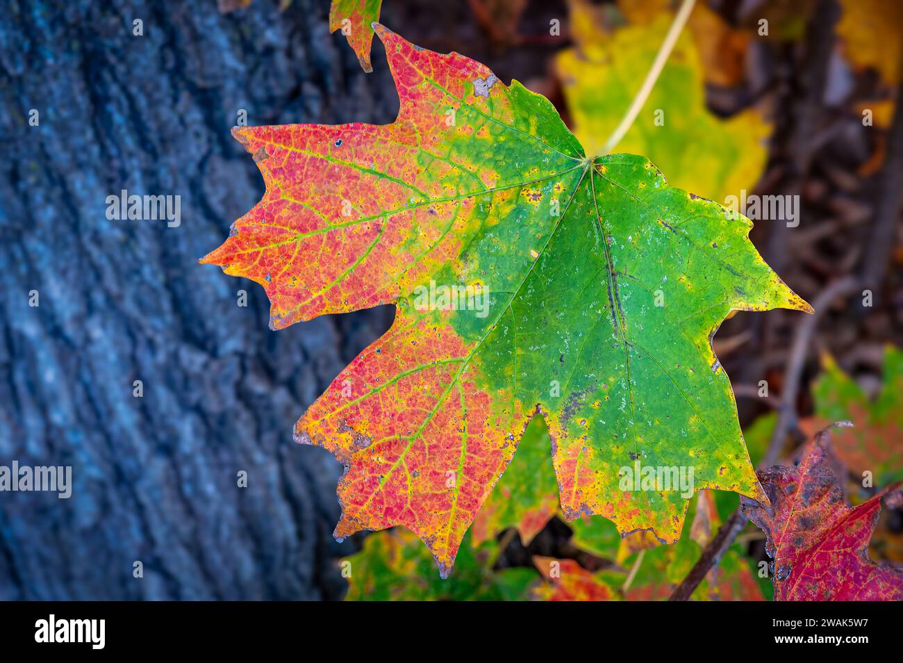 Tall mature hi-res stock photography and images - Alamy