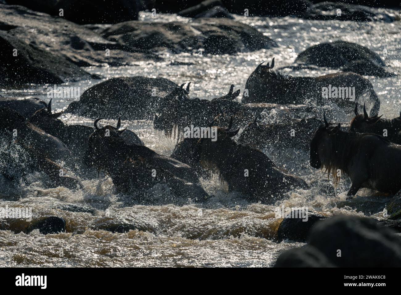 Blue wildebeest splash over rocks in river Stock Photo - Alamy