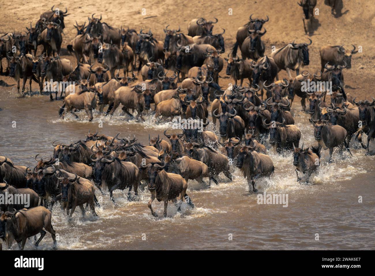 Blue wildebeest walk across stream in herd Stock Photo - Alamy