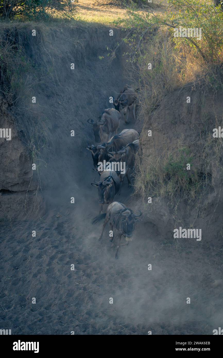 Blue wildebeest walk in dust down gully Stock Photo - Alamy