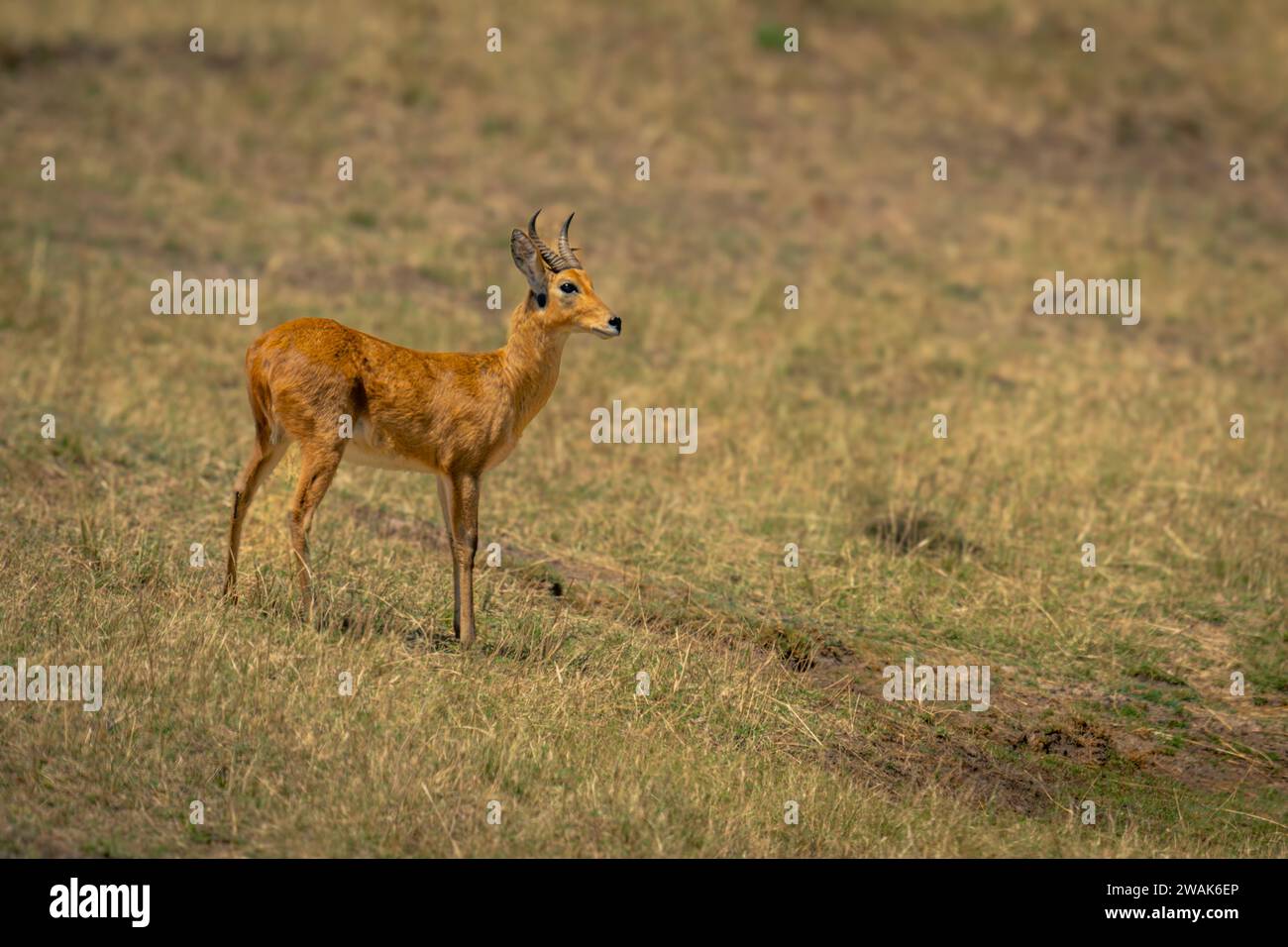 Tanzania bohor reedbuck antelope hi-res stock photography and images ...