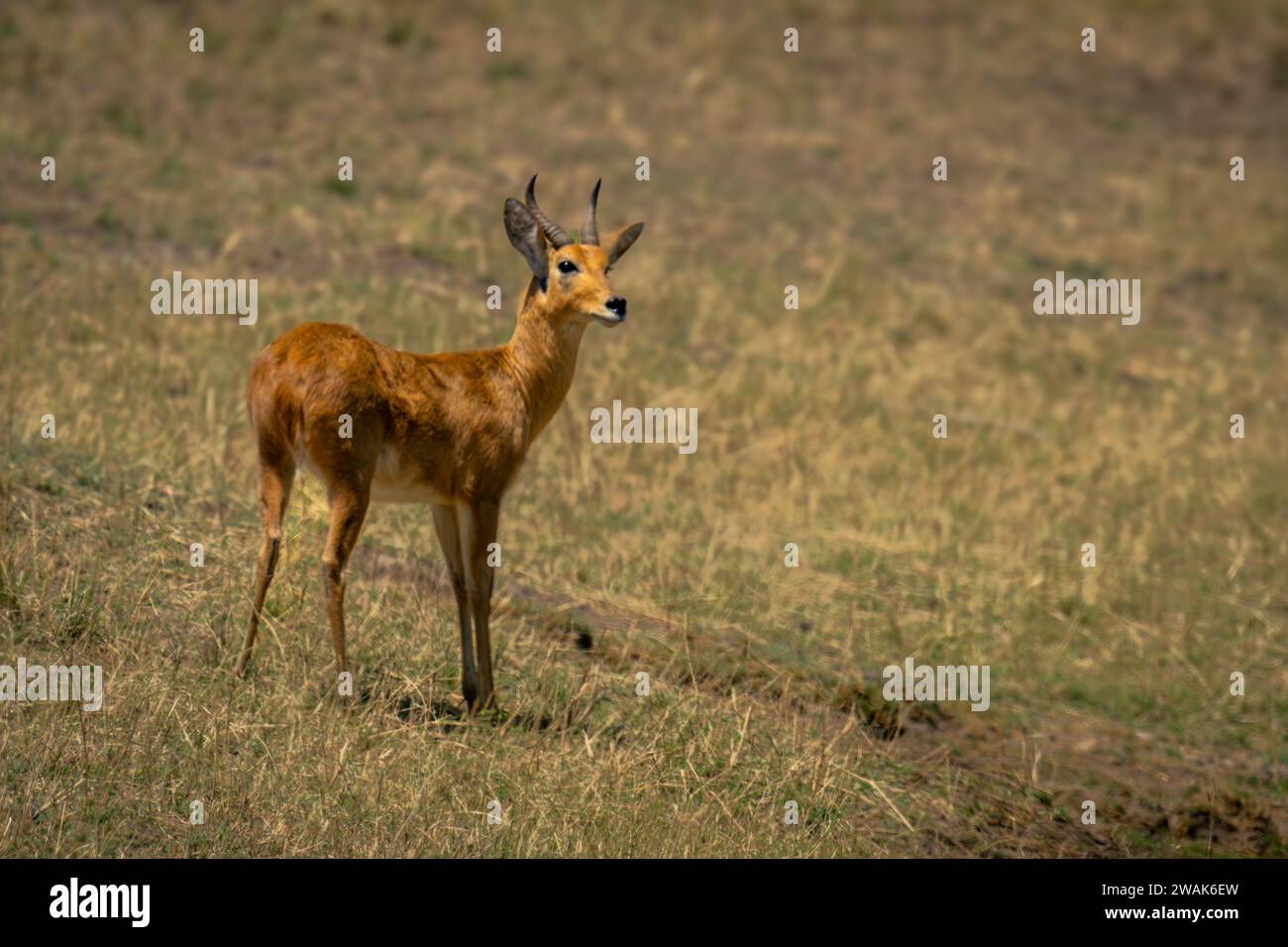 Tanzania bohor reedbuck antelope hi-res stock photography and images ...