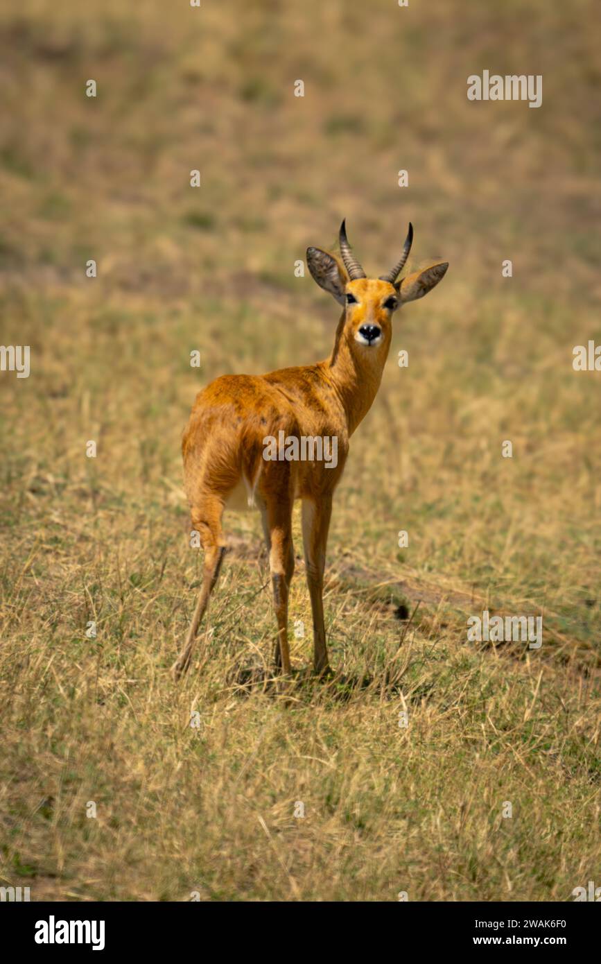 Tanzania bohor reedbuck antelope hi-res stock photography and images ...
