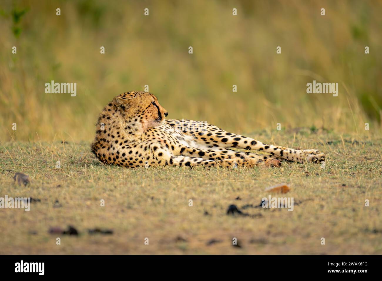 Cheetah lies on short grass raising head Stock Photo - Alamy