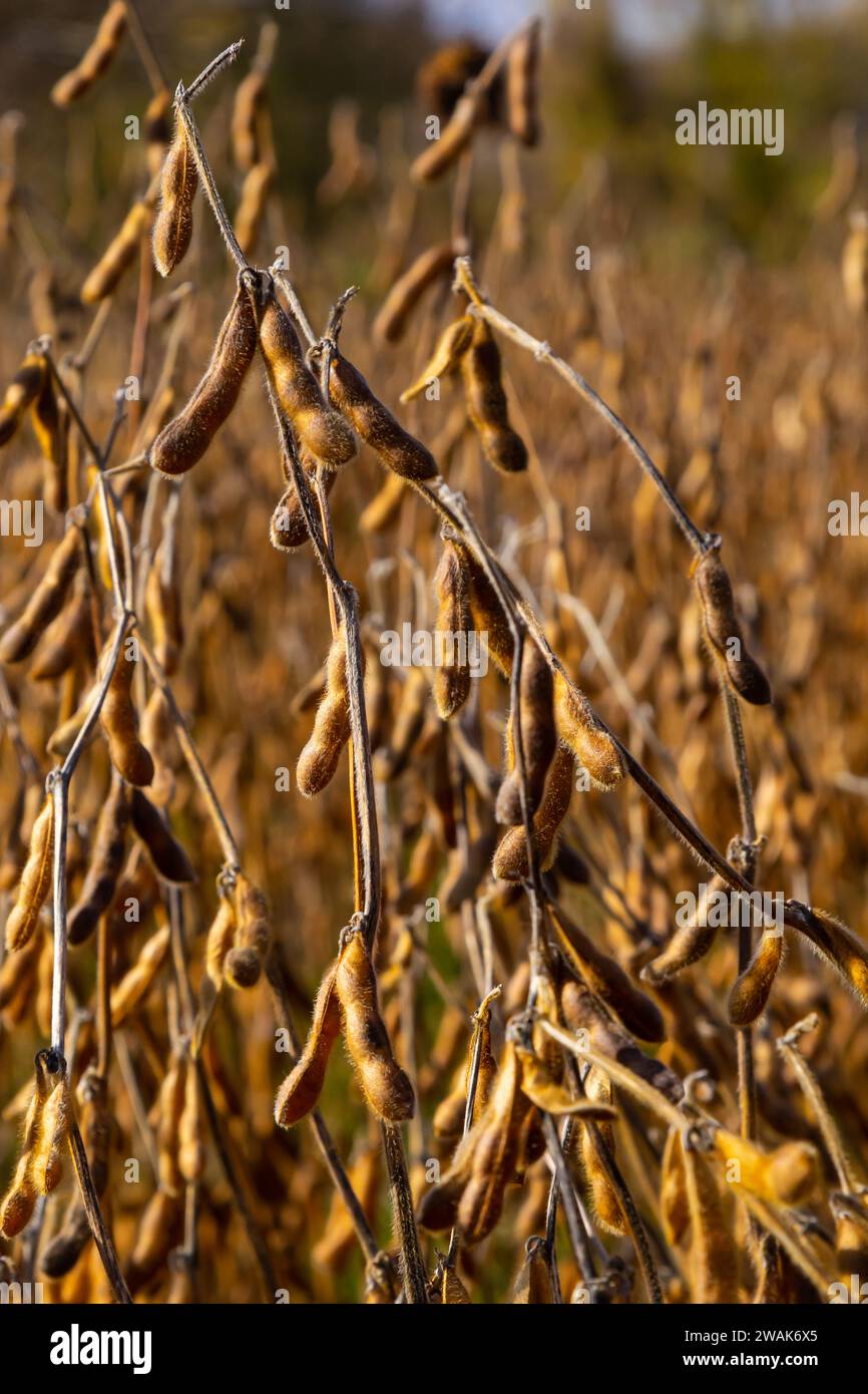 Soybeans pod macro. Harvest of soy beans - agriculture legumes plant ...