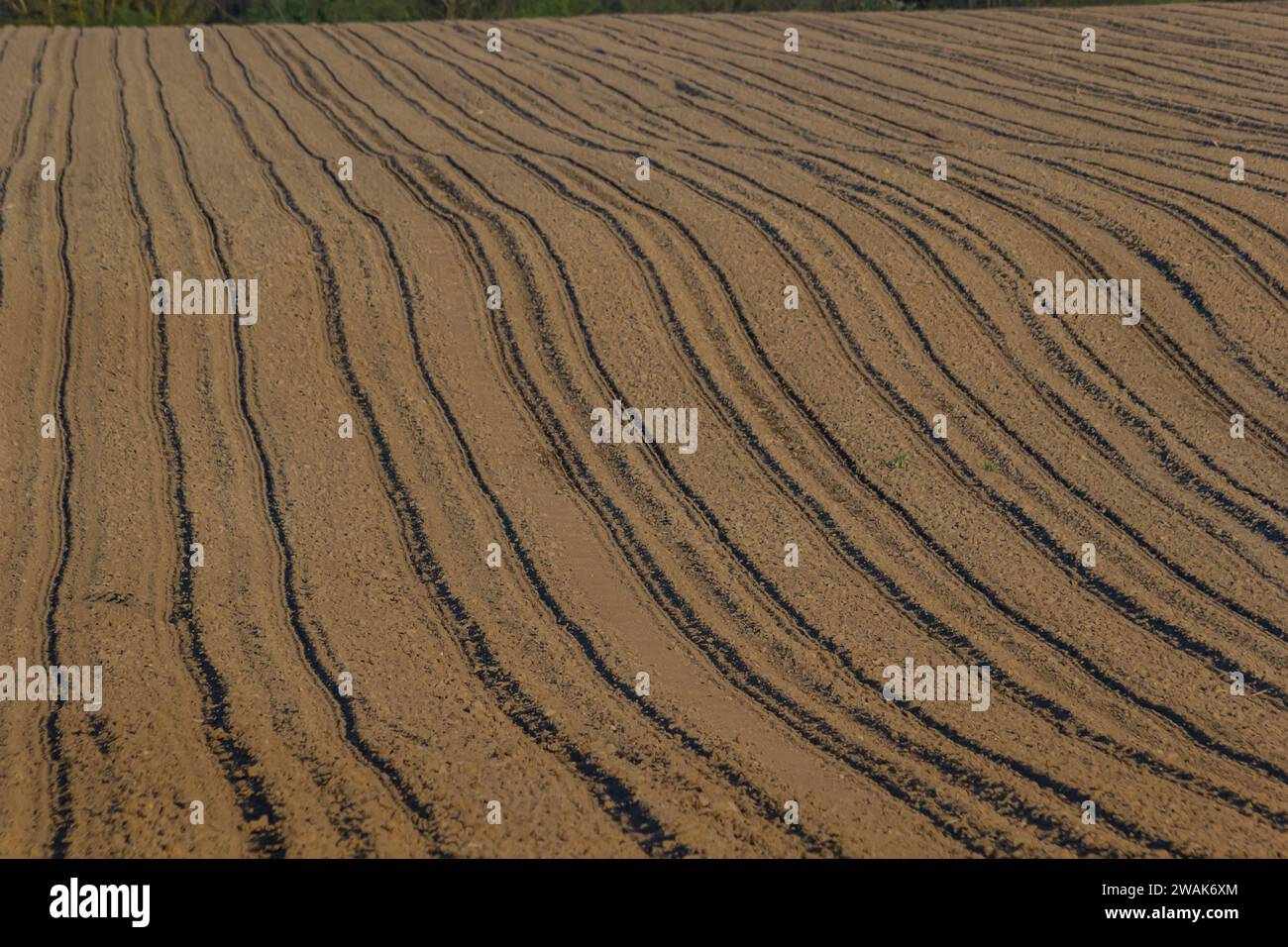 Plowed, Planted And Hilling Rows Black-earth Field. Ground Texture ...