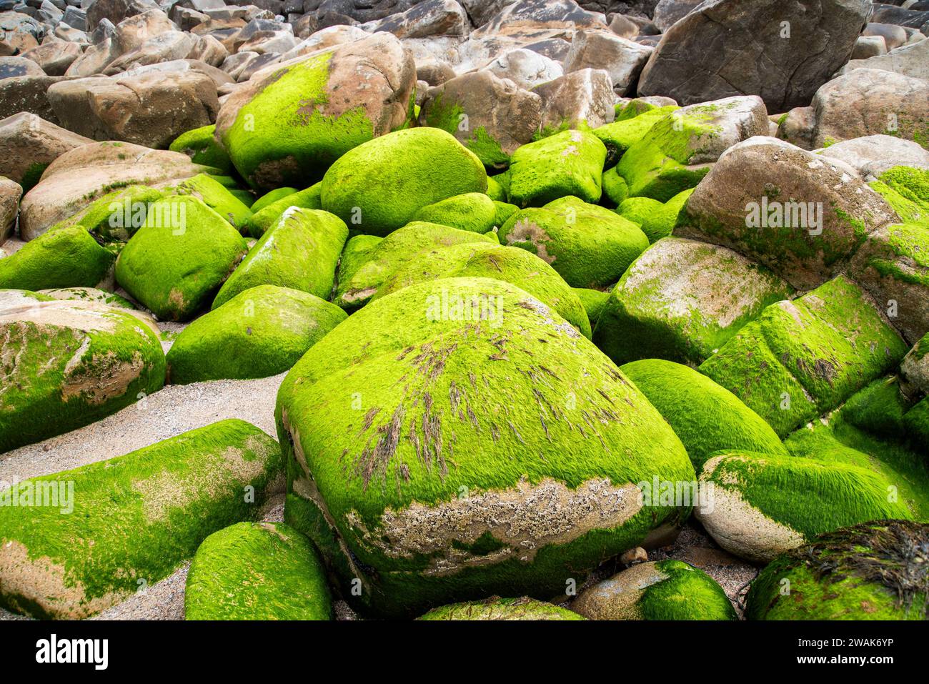 Large stones covered with moss on a beach in France by the Atlantic ...