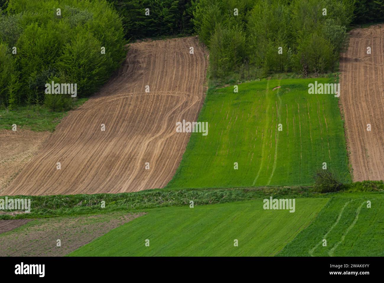 Plowed, Planted And Hilling Rows Black-earth Field. Ground Texture ...