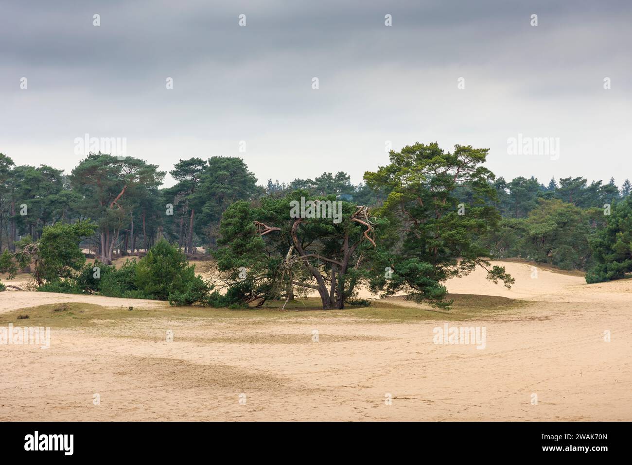 Sand dunes in the forest at the Soestduinen nature reserve between ...