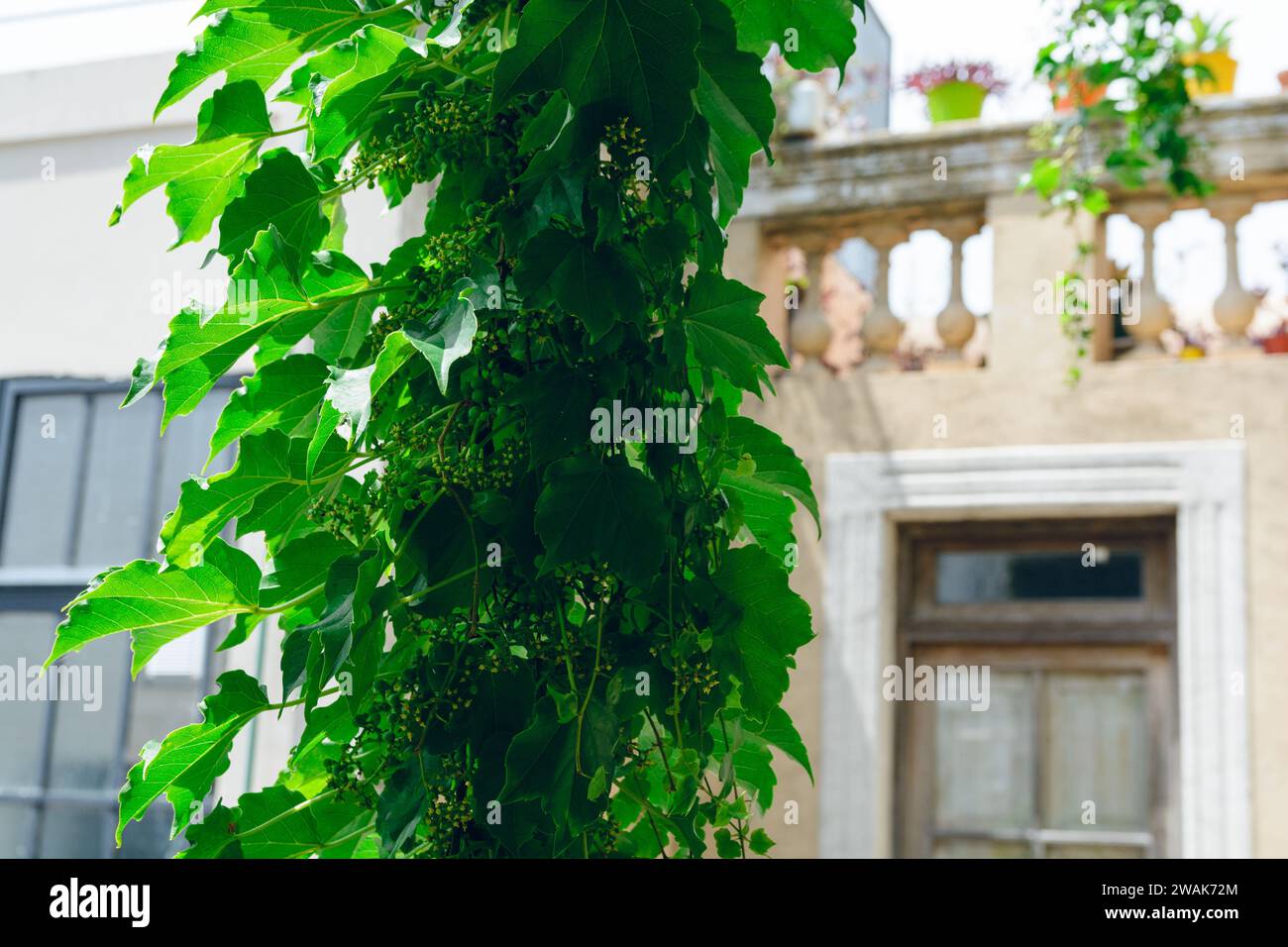 Closeup of fresh green creeper plant falling from roof of house with ...