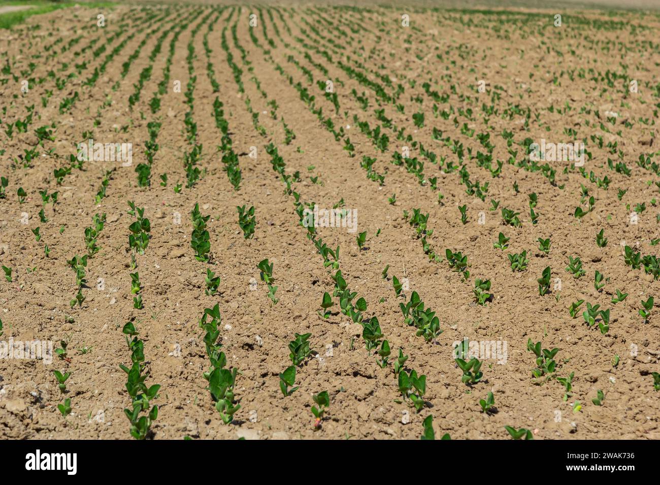 Seedling varieties hi-res stock photography and images - Alamy