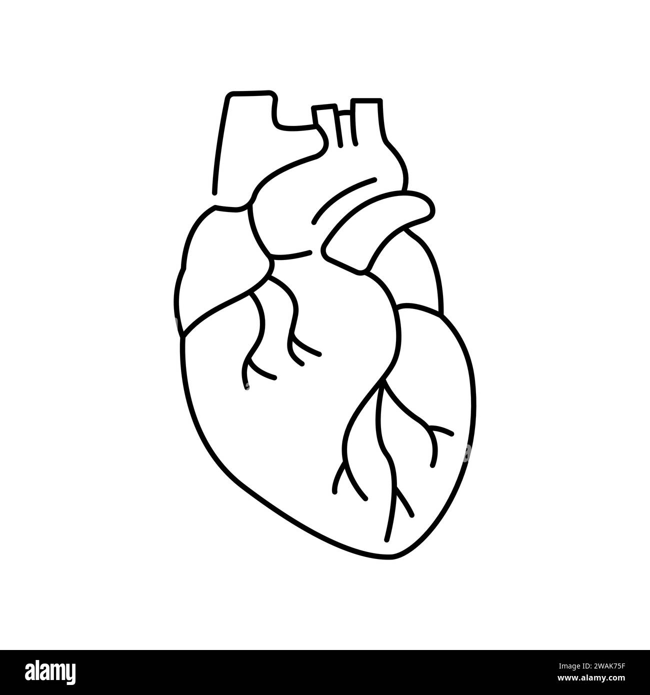 Human heart color line icon. Organisation in organism. Vector isolated ...