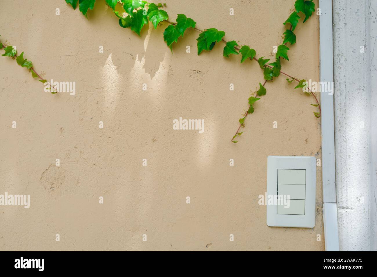 rustic salmon-colored wall of house, with light switch and creeper ...