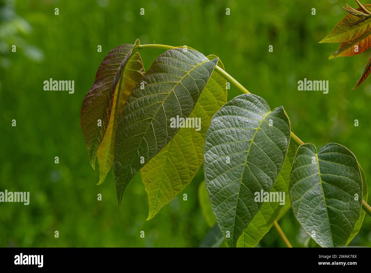 Natural background with walnut leaf Stock Photo - Alamy